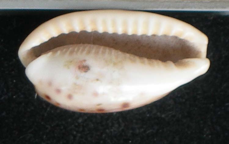 cypraea caurica , Natura Mediterraneo | Forum Naturalistico