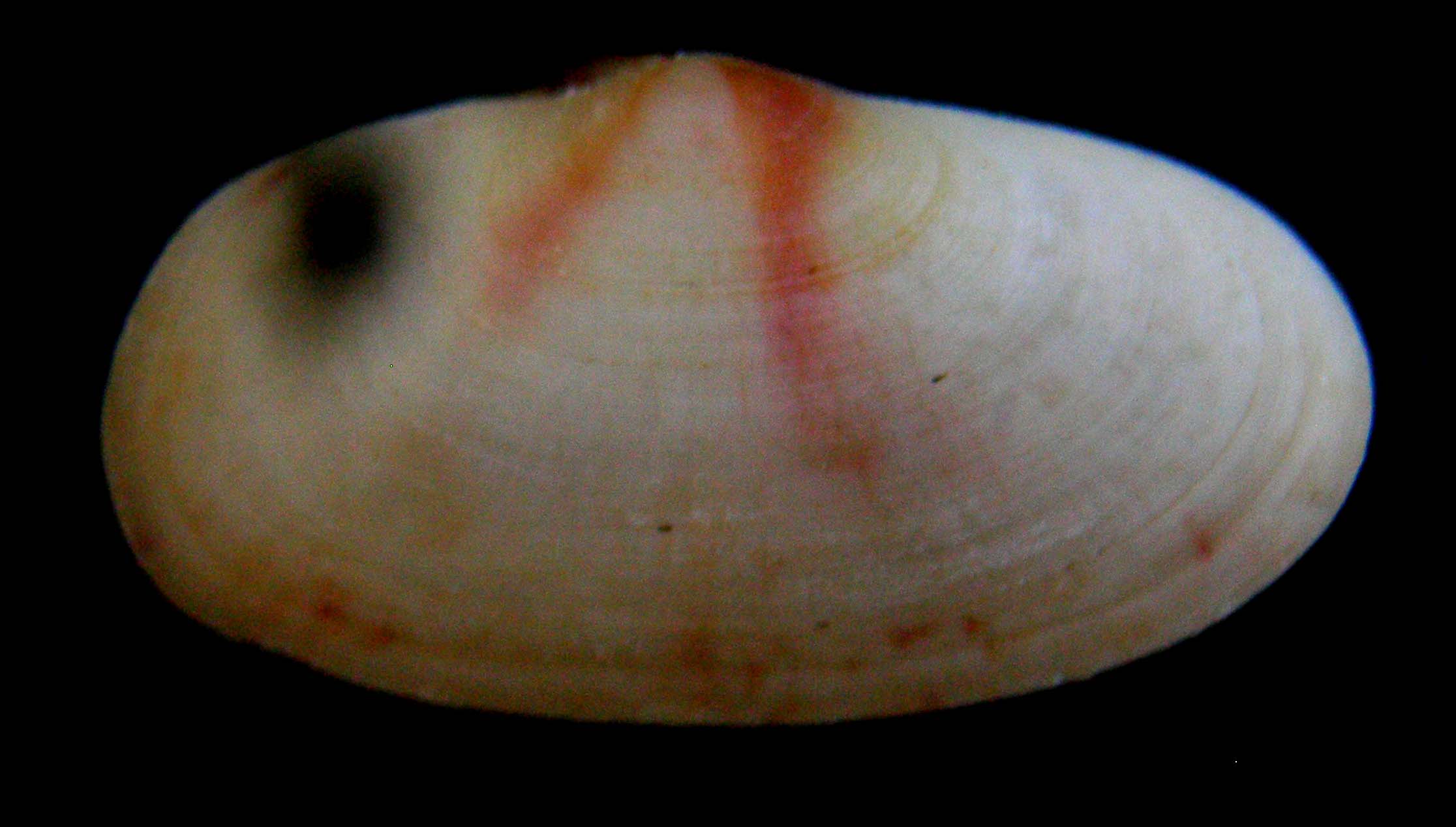 Psammbobia , Natura Mediterraneo | Forum Naturalistico