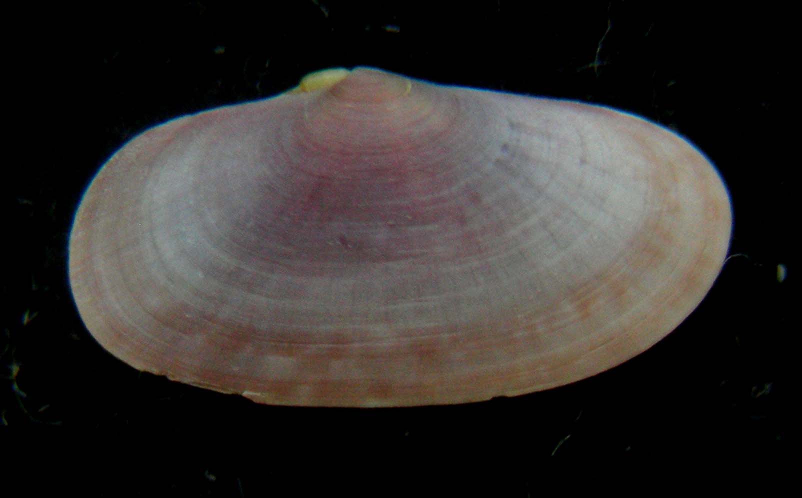 Psammbobia , Natura Mediterraneo | Forum Naturalistico