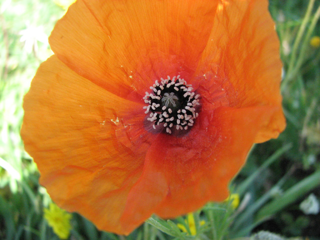 papaver Apulum? , Natura Mediterraneo | Forum Naturalistico