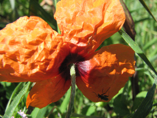 papaver Apulum? , Natura Mediterraneo | Forum Naturalistico