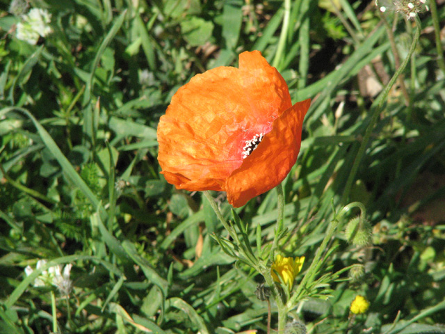 papaver Apulum? , Natura Mediterraneo | Forum Naturalistico