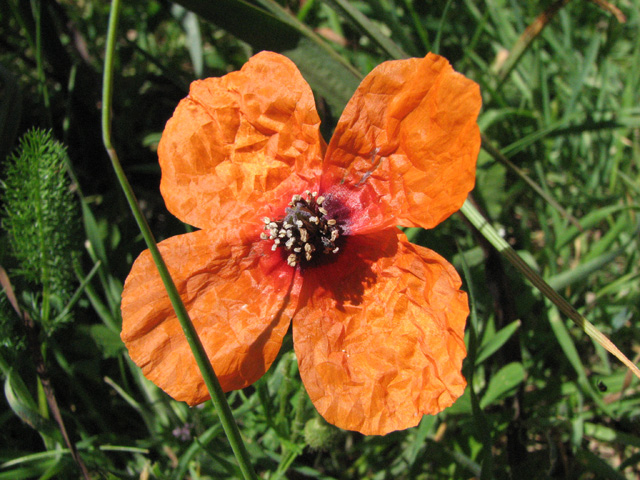 papaver Apulum? , Natura Mediterraneo | Forum Naturalistico