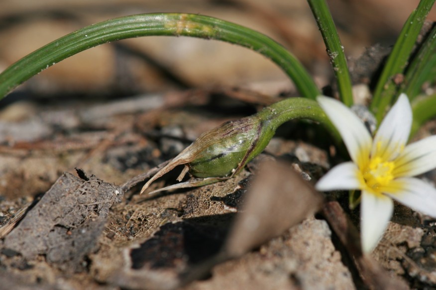 Romulea columnae , Natura Mediterraneo | Forum Naturalistico