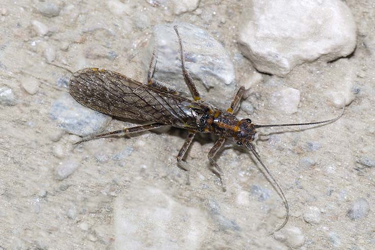 Isoperla sp. , Natura Mediterraneo | Forum Naturalistico