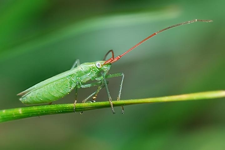 Miridae: Stenodemini , Natura Mediterraneo | Forum Naturalistico
