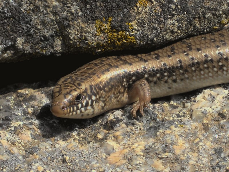 gongilo sardo...... , Natura Mediterraneo | Forum Naturalistico