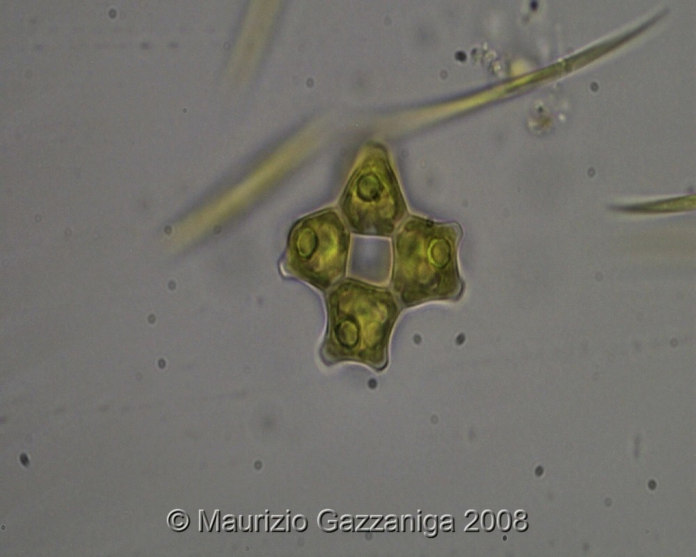 Coelastrum sphaericum , Natura Mediterraneo | Forum Naturalistico