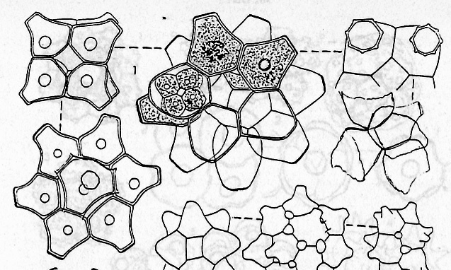 Coelastrum sphaericum , Natura Mediterraneo | Forum Naturalistico
