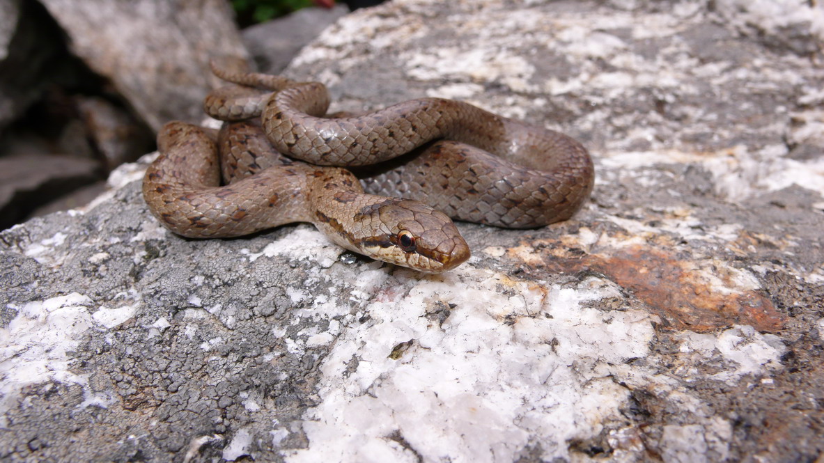 Coronella , Natura Mediterraneo | Forum Naturalistico