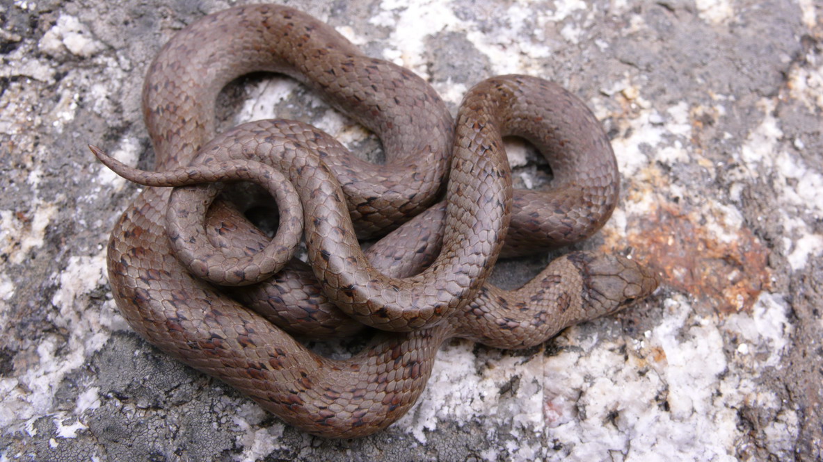 Coronella , Natura Mediterraneo | Forum Naturalistico