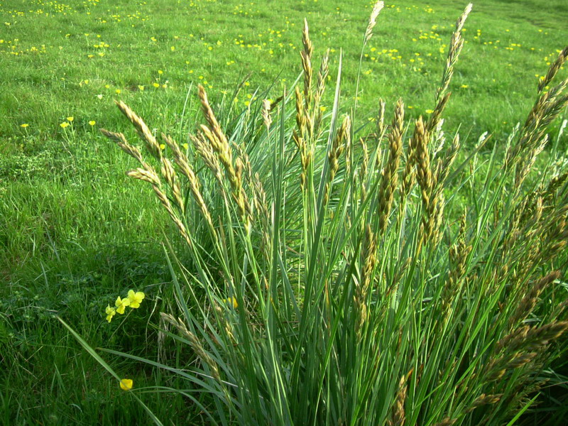 Erba da determinare - Festuca sp. , Natura Mediterraneo | Forum ...