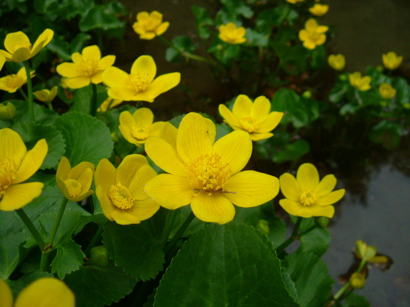 Caltha palustris / Calta palustre , Natura Mediterraneo | Forum ...