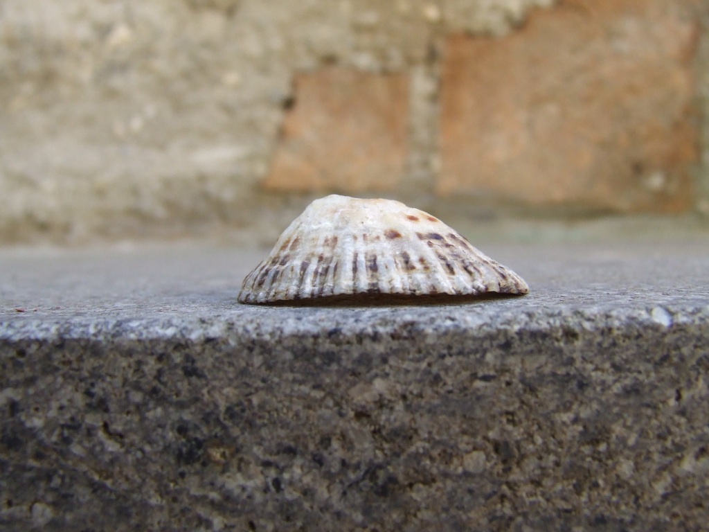 Patella rustica? , Natura Mediterraneo | Forum Naturalistico