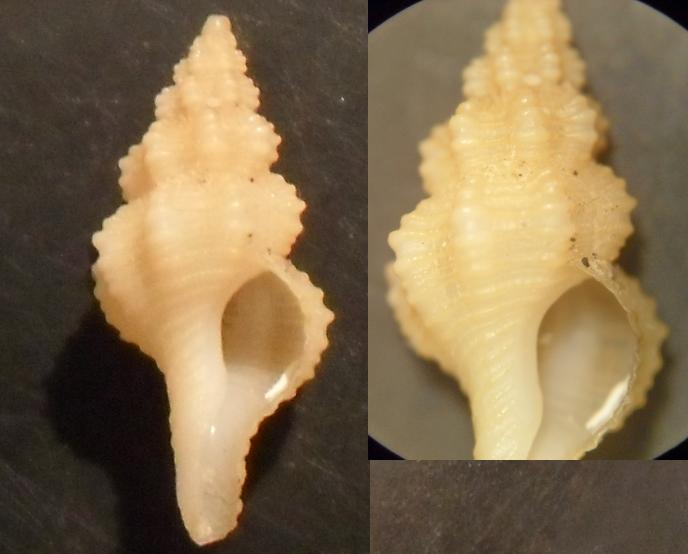 fusinus sp. , Natura Mediterraneo | Forum Naturalistico