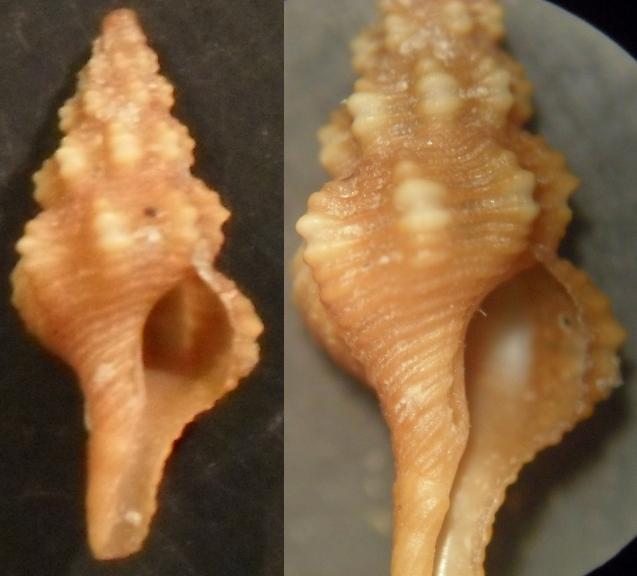 fusinus sp. , Natura Mediterraneo | Forum Naturalistico