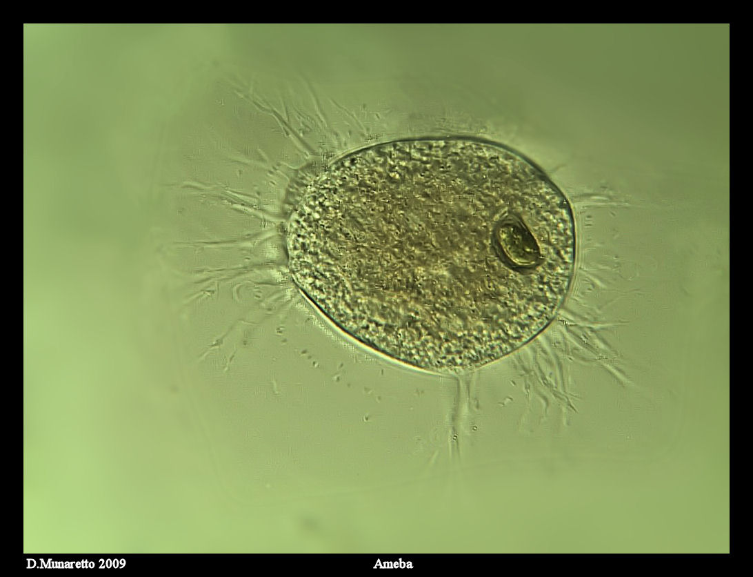 Ameba...? , Natura Mediterraneo | Forum Naturalistico