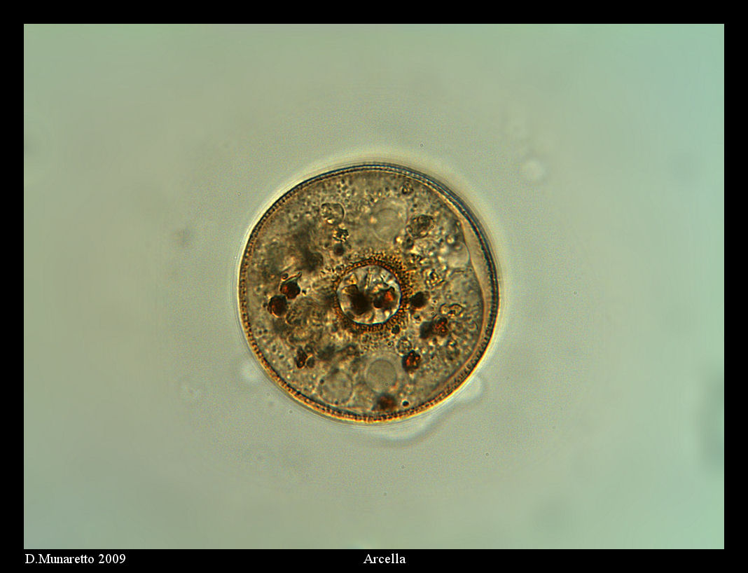 Arcella , Natura Mediterraneo | Forum Naturalistico