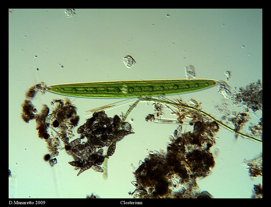 Closterium , Natura Mediterraneo | Forum Naturalistico