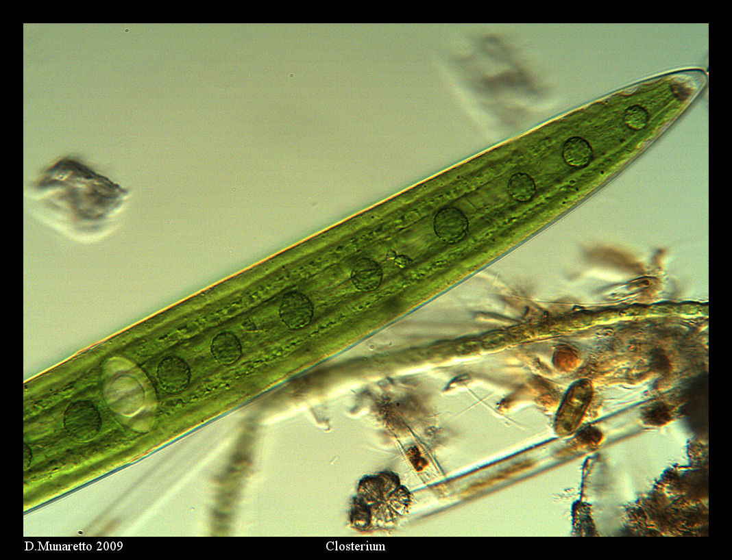 Closterium , Natura Mediterraneo | Forum Naturalistico