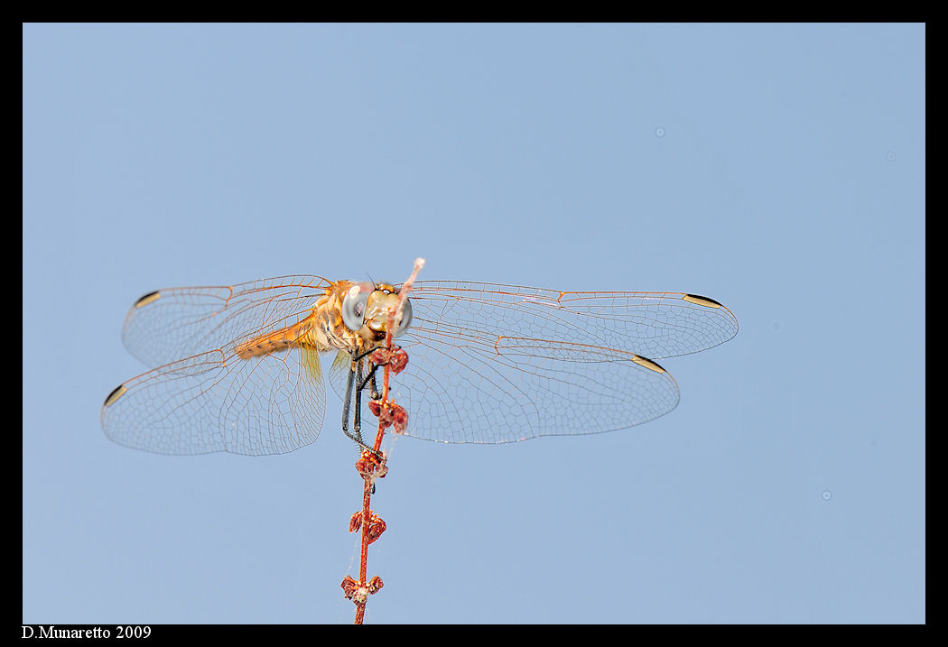 Libellule...due , Natura Mediterraneo | Forum Naturalistico