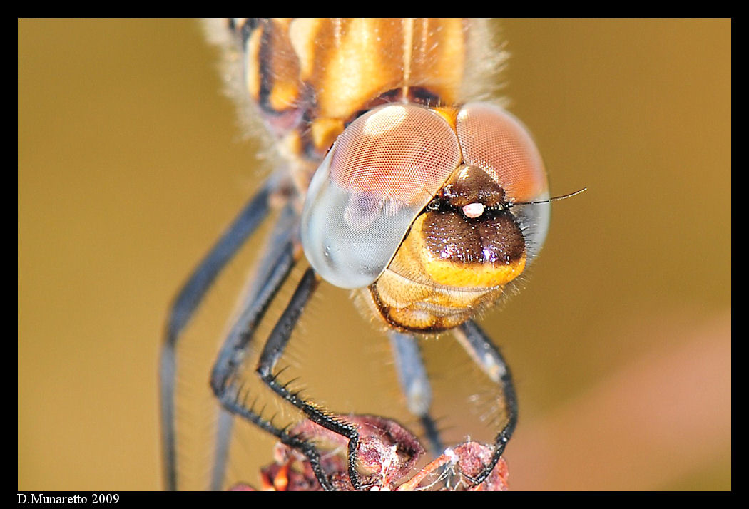 Occhi di libellula , Natura Mediterraneo | Forum Naturalistico