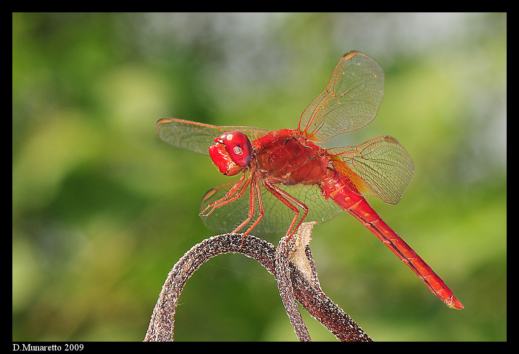 Libellula rossa , Natura Mediterraneo | Forum Naturalistico