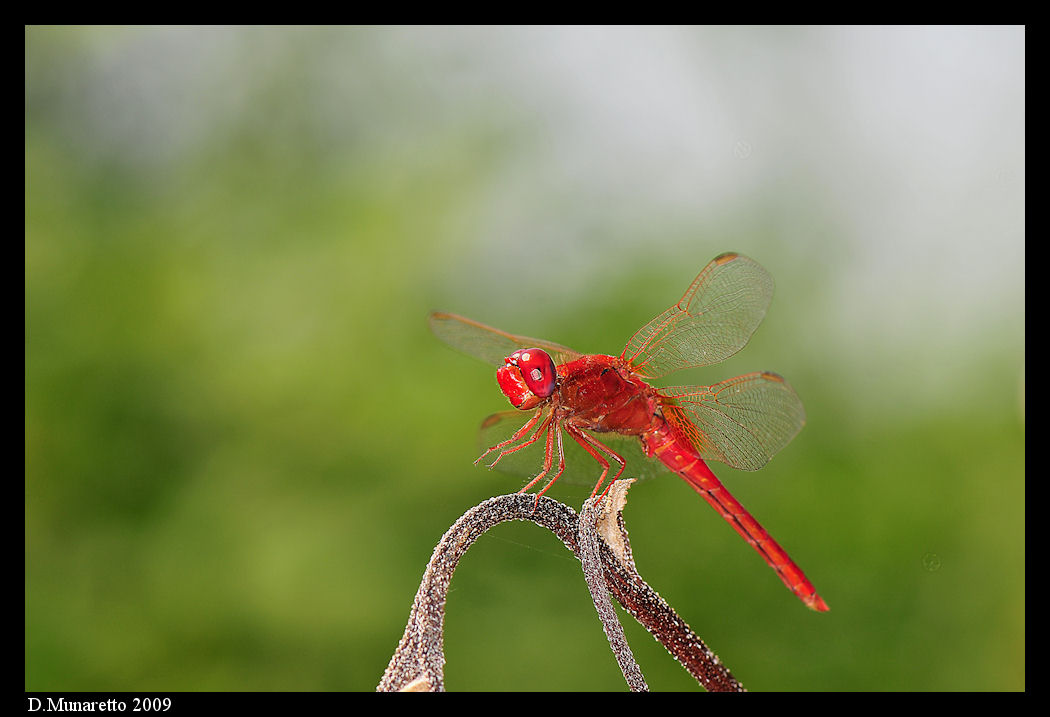 Libellula rossa , Natura Mediterraneo | Forum Naturalistico