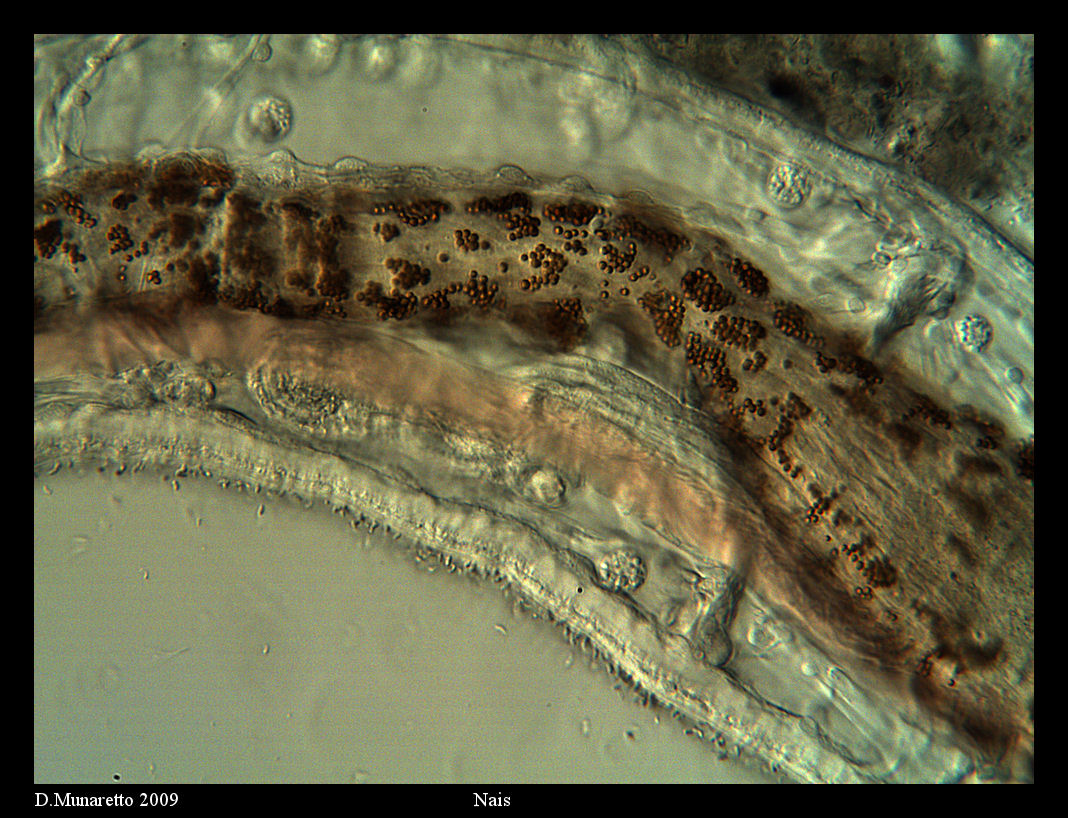 Nais sp...due , Natura Mediterraneo | Forum Naturalistico