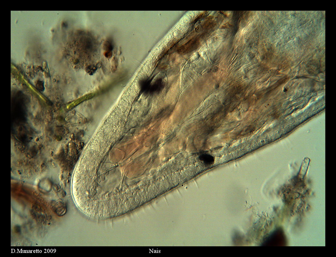 Nais sp...due , Natura Mediterraneo | Forum Naturalistico