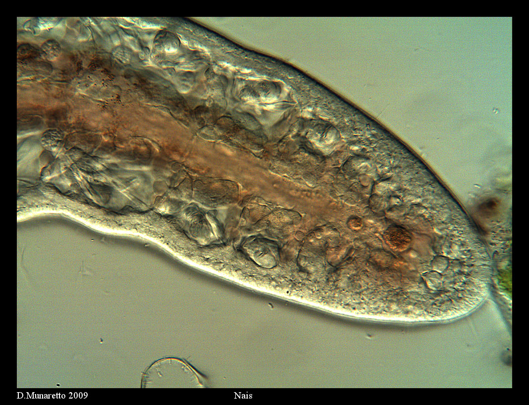 Nais sp...due , Natura Mediterraneo | Forum Naturalistico