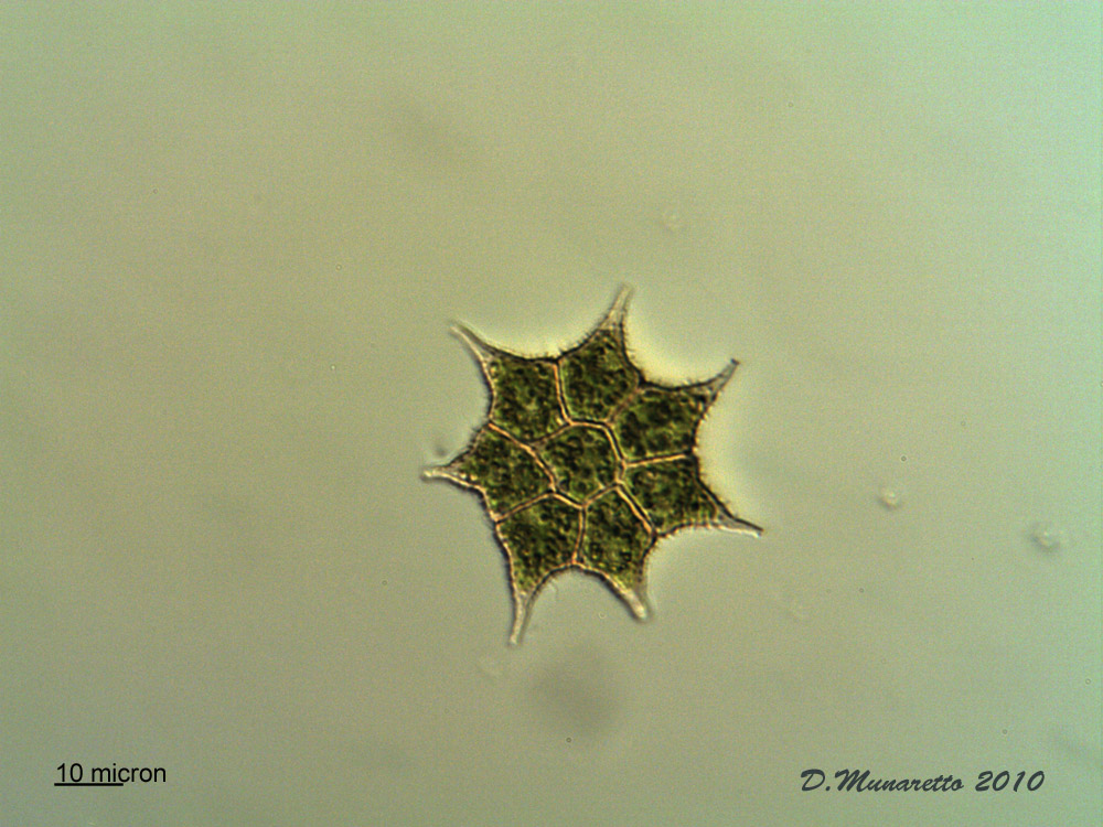 Pediastrum...collection 2 , Natura Mediterraneo | Forum Naturalistico