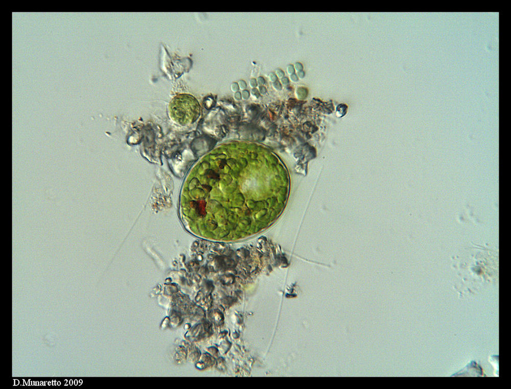 Phacus... , Natura Mediterraneo | Forum Naturalistico