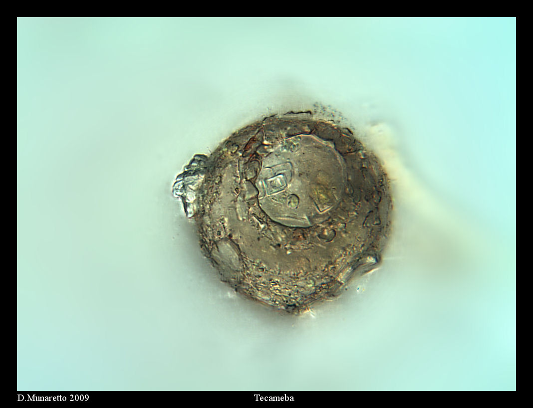 Galleria Monografica su AMEBE TECATE , Natura Mediterraneo | Forum ...