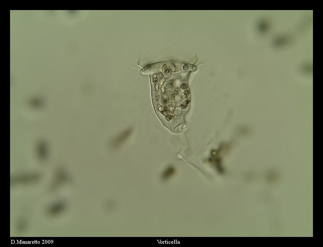 Vorticella , Natura Mediterraneo | Forum Naturalistico