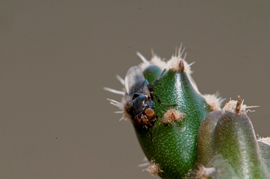 Piccola mosca , Natura Mediterraneo | Forum Naturalistico