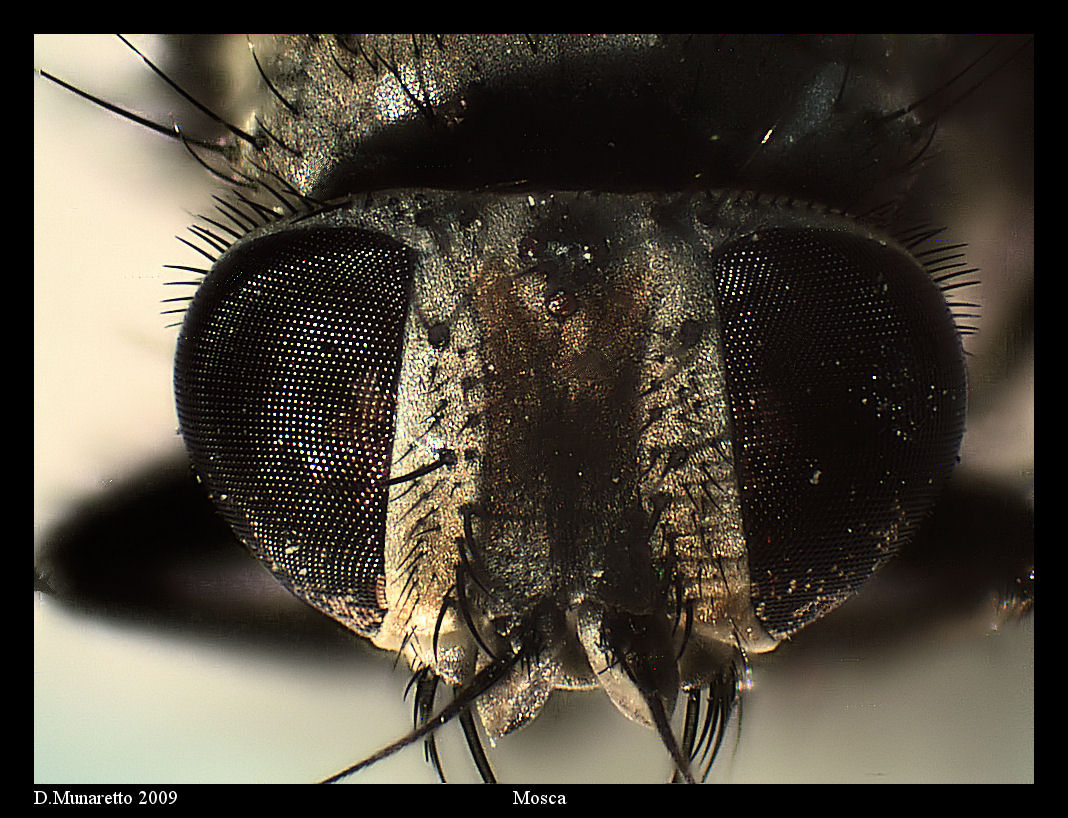 Stereoscopio e close-up , Natura Mediterraneo | Forum Naturalistico