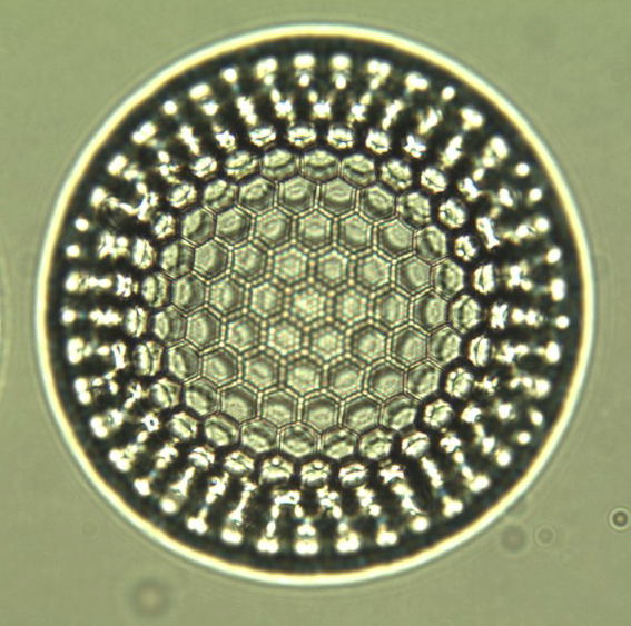Ancora qualche Diatomea , Natura Mediterraneo | Forum Naturalistico