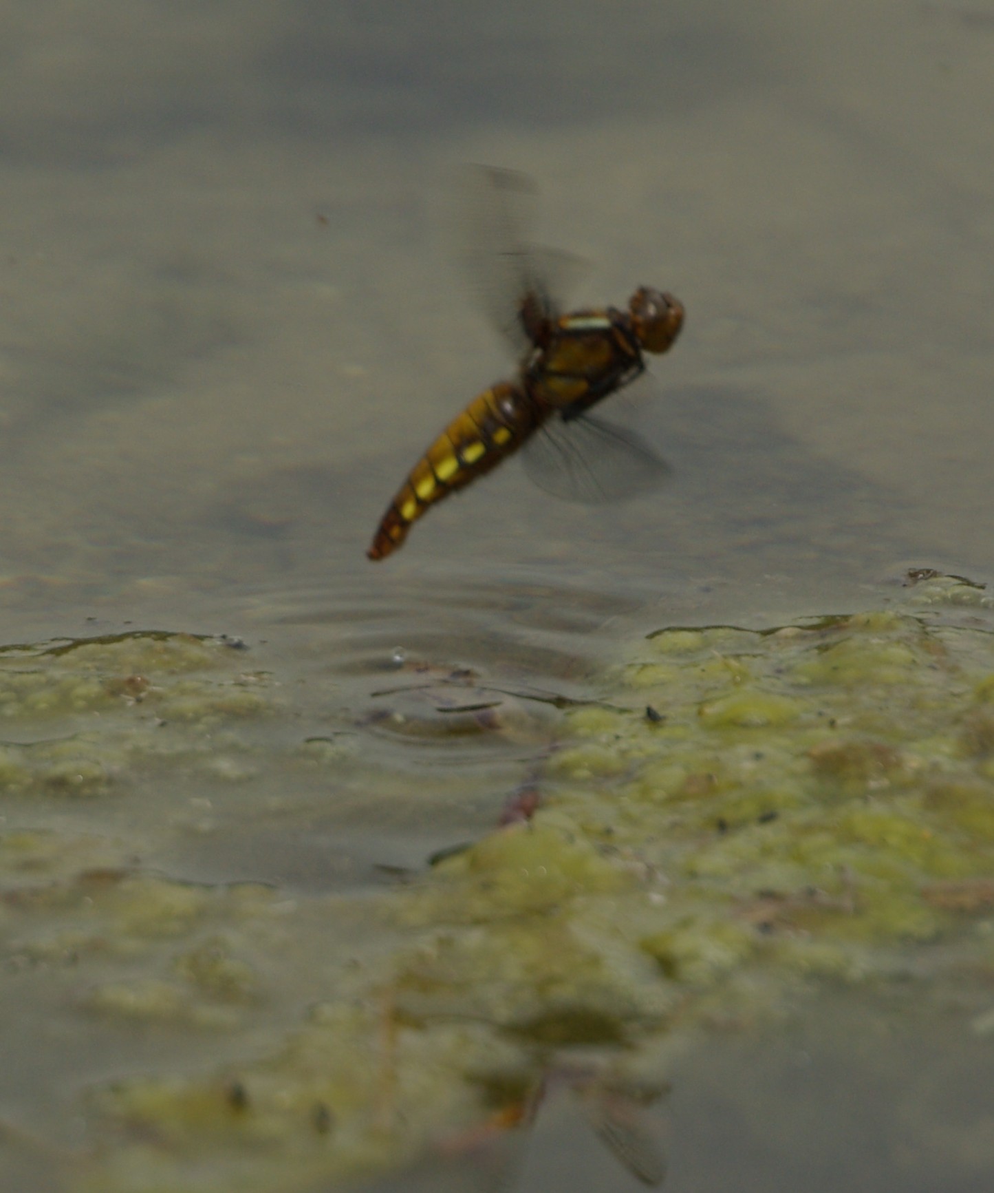Libellula depressa al volo , Natura Mediterraneo | Forum Naturalistico