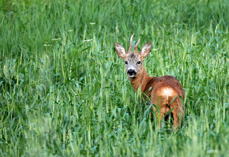 Il Capriolo , Natura Mediterraneo | Forum Naturalistico