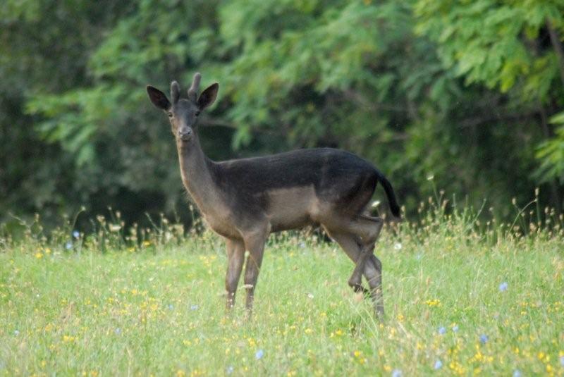 Daino: colorazione del mantello e altro... , Natura Mediterraneo ...