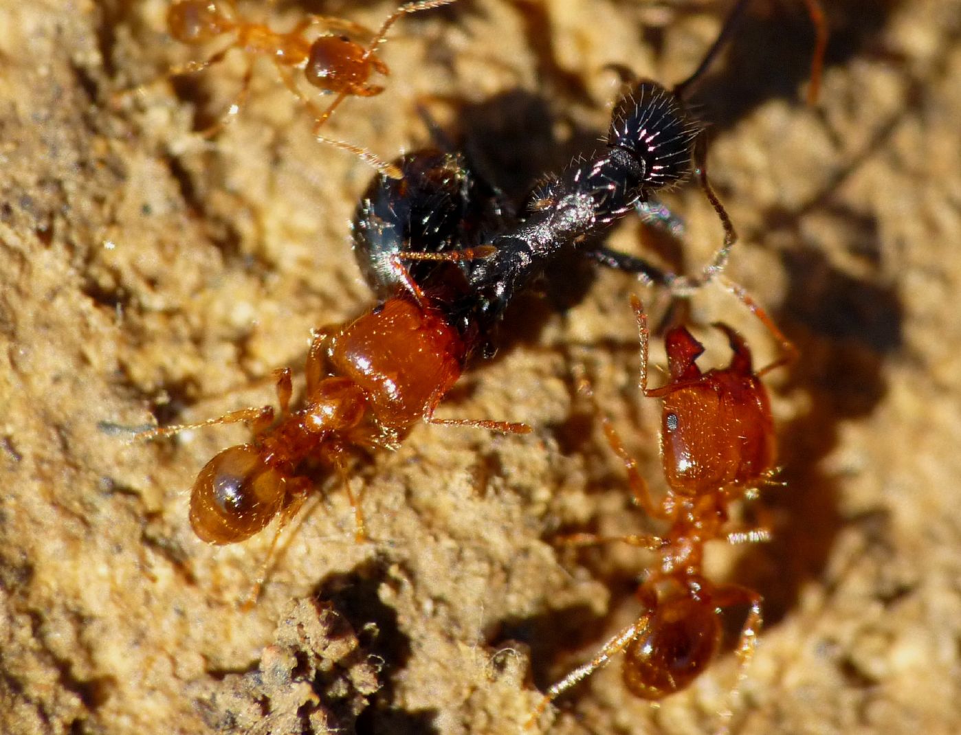 Pheidole pallidula:foto di famiglia , Natura Mediterraneo | Forum ...