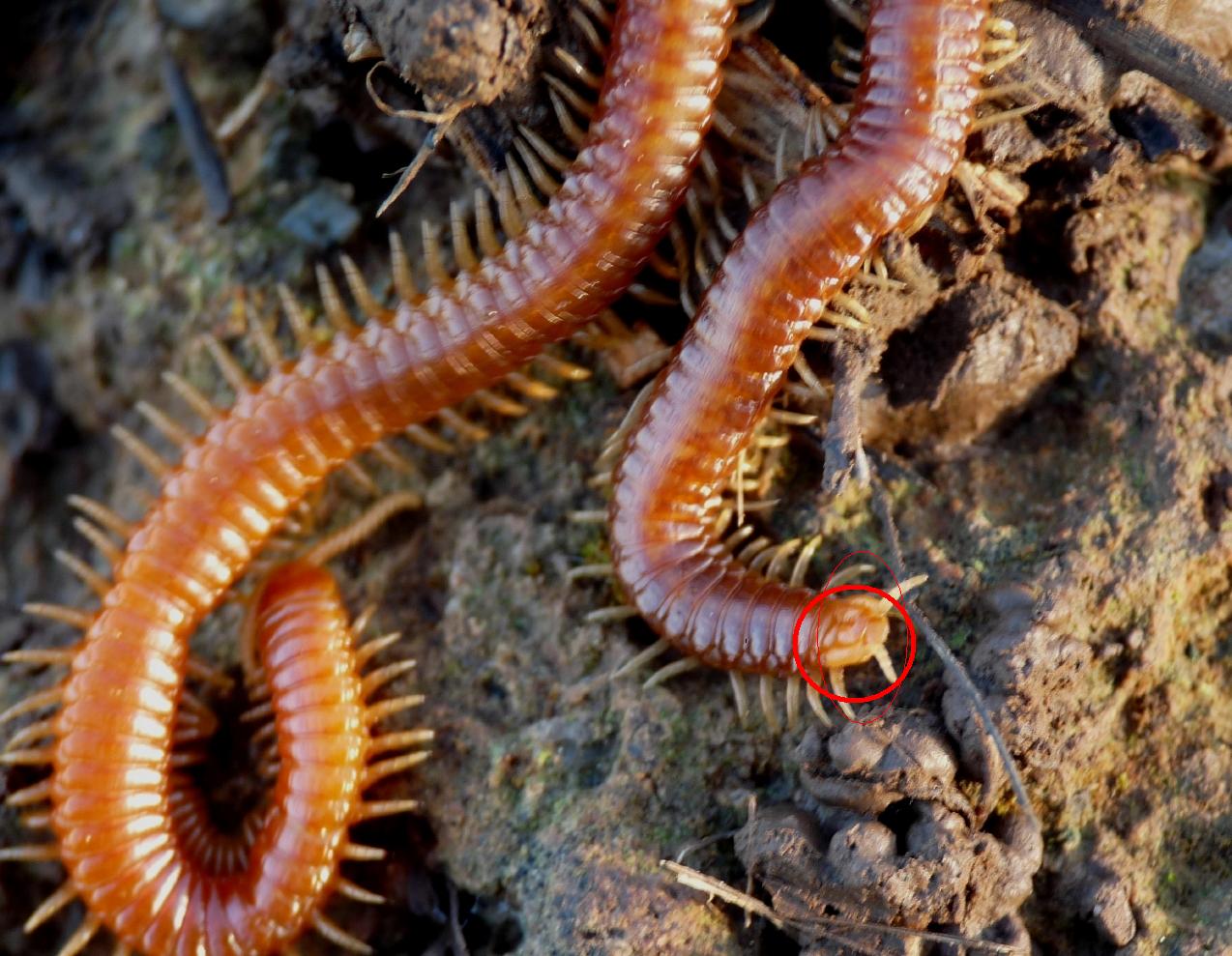 Geophilomorpho , Natura Mediterraneo | Forum Naturalistico