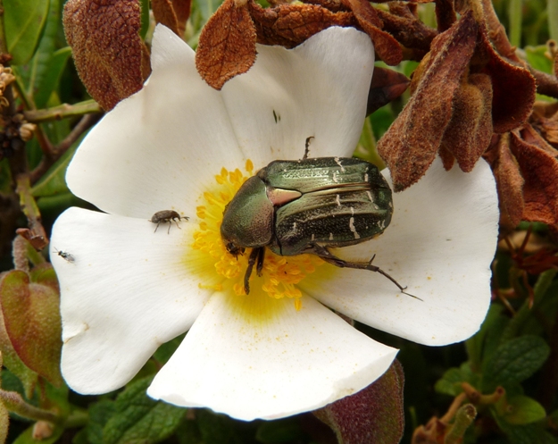 Cetonia carthami , Natura Mediterraneo | Forum Naturalistico