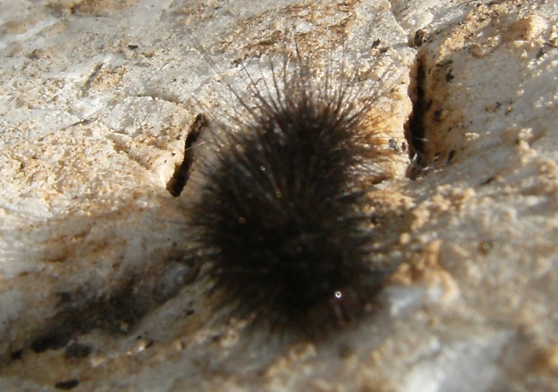 Bruco nero , Natura Mediterraneo | Forum Naturalistico