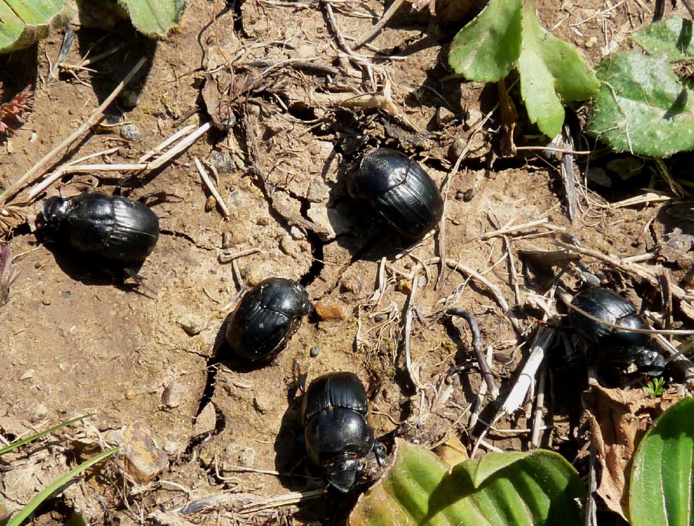 Bubas bison , Natura Mediterraneo | Forum Naturalistico