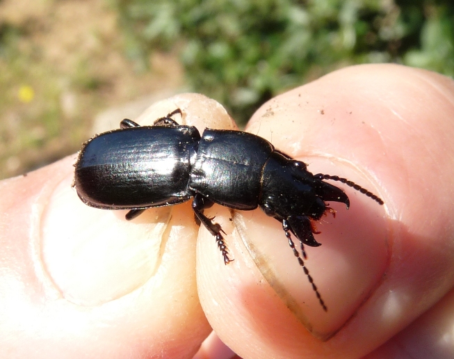 Carabide vegetariano? No, Percus strictus , Natura Mediterraneo | Forum ...