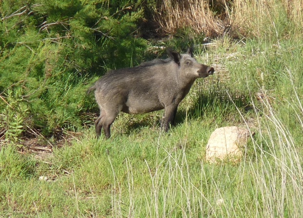 Cinghiale , Natura Mediterraneo | Forum Naturalistico