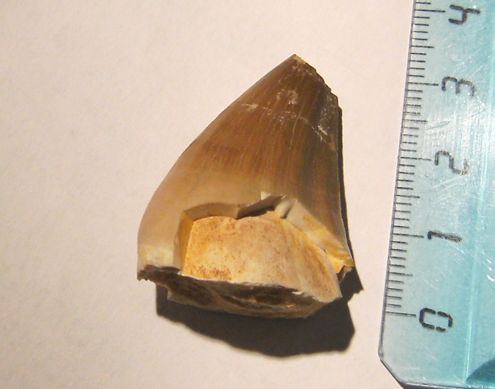 Dente di orso? , Natura Mediterraneo | Forum Naturalistico