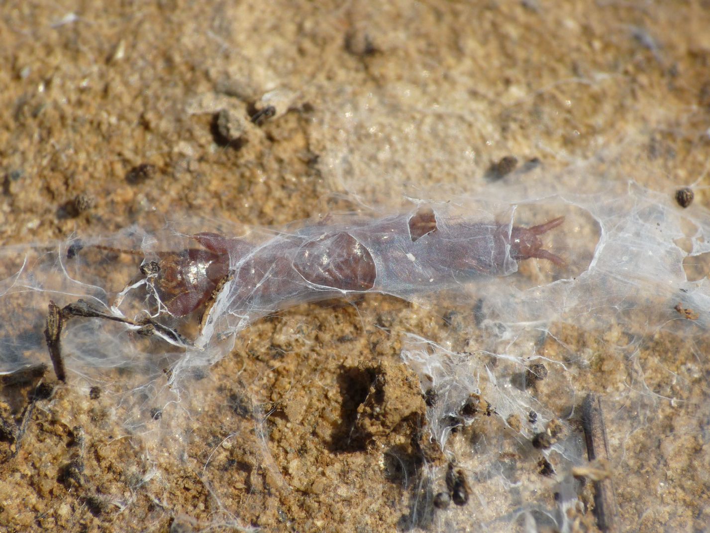 Embioptera Embiidae? , Natura Mediterraneo | Forum Naturalistico